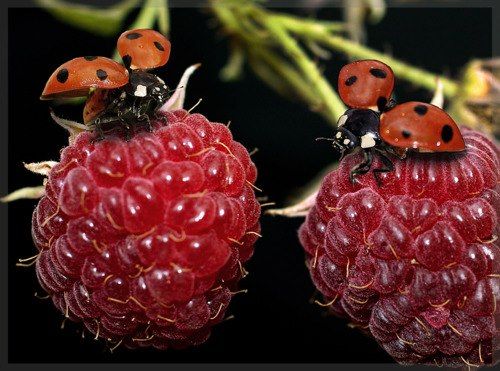 Still Life With Jitterbug – a Tribute to Tom Robbins – The Sound of Her ...